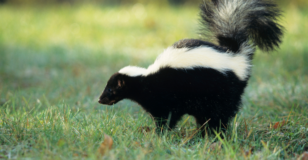 Top 10 Smelliest Animals in the World | animalplanethq.com
