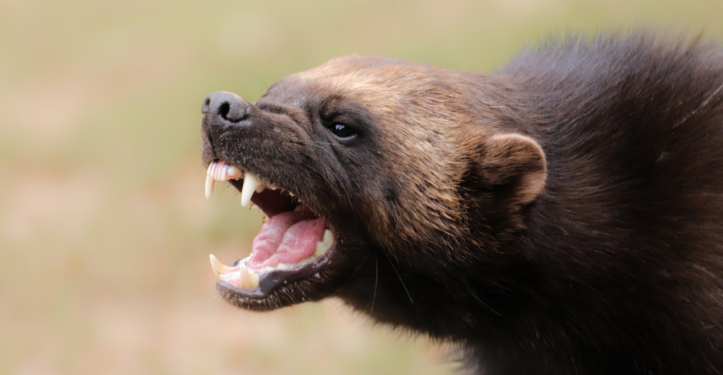 Top 10 Smelliest Animals in the World | animalplanethq.com