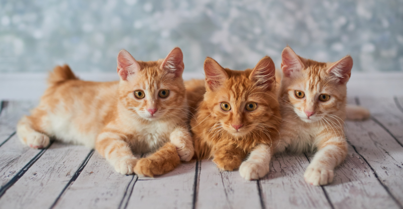 12 Glamorous Ginger Cat Breeds And What You Should Know Before Getting ...