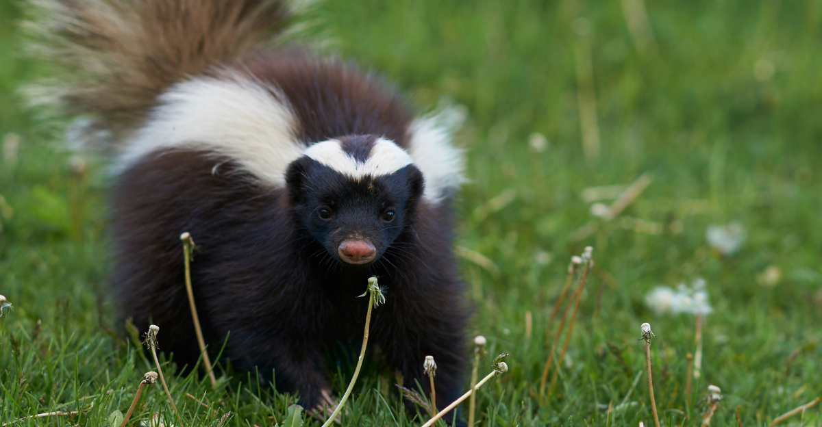 Top 10 Smelliest Animals in the World | animalplanethq.com