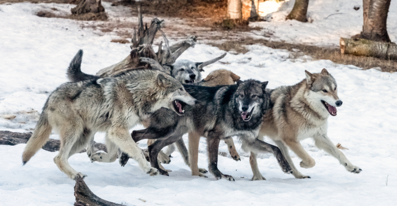 12 Facts About the Mysterious American Black Wolf – Rare Forest Wonder ...