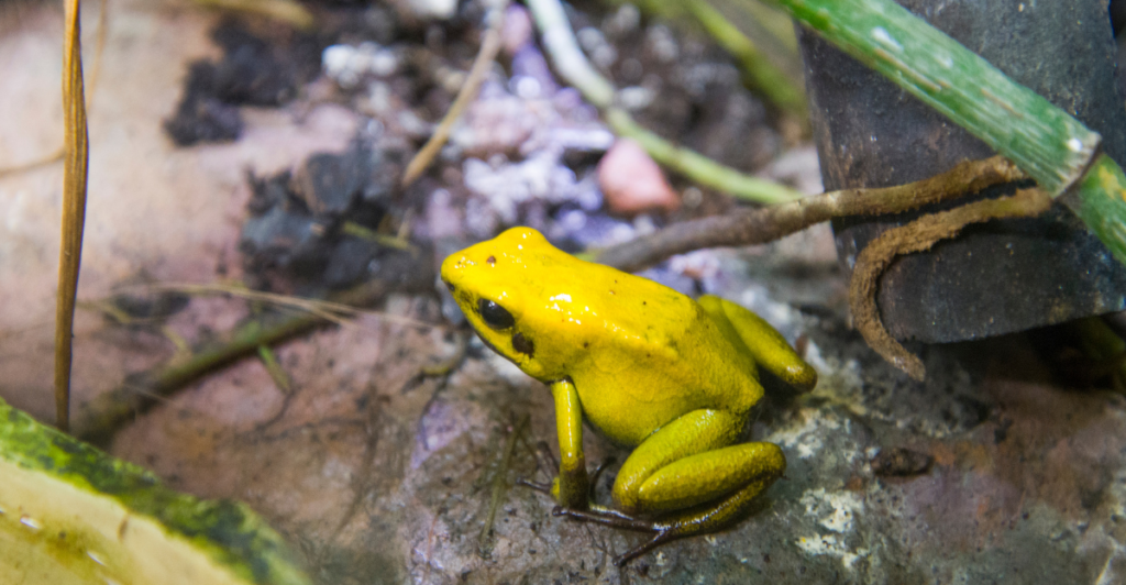 The 10 Most Poisonous Frogs in the World | animalplanethq.com
