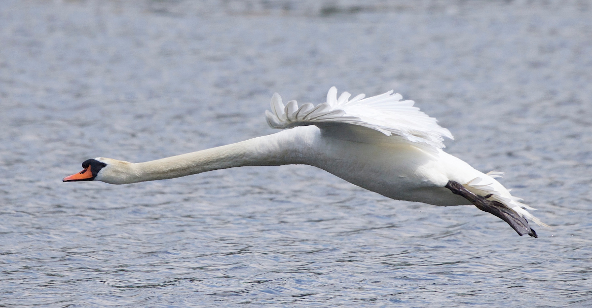 The 11 Heaviest Flying Birds in the World – Giants of the Sky ...