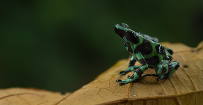 The 10 Most Poisonous Frogs in the World | animalplanethq.com