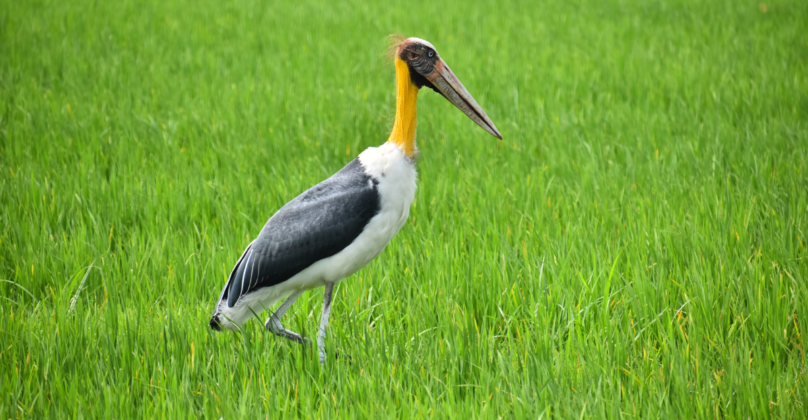 The 11 Heaviest Flying Birds in the World – Giants of the Sky | animalplanethq.com