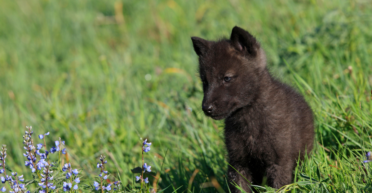 12 Facts About the Mysterious American Black Wolf – Rare Forest Wonder ...