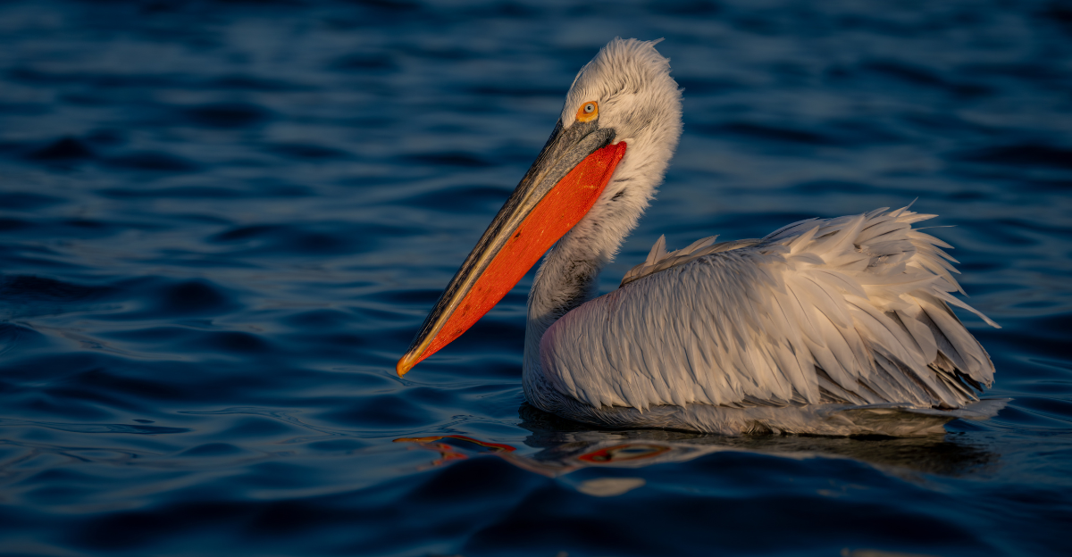 The 10 Largest Flying Birds in The World by Wingspan | animalplanethq.com