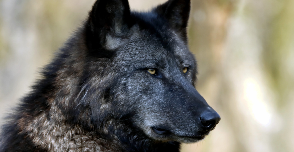 12 Facts About the Mysterious American Black Wolf – Rare Forest Wonder ...