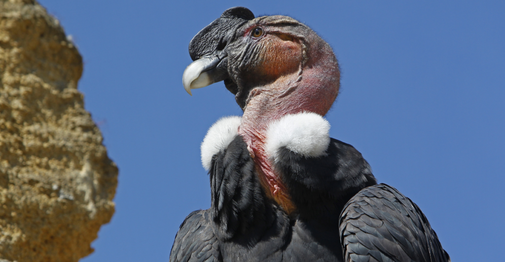 The 10 Largest Flying Birds in The World by Wingspan | animalplanethq.com