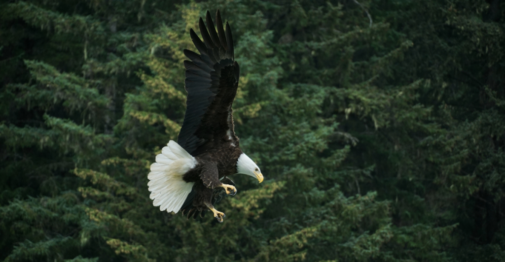 The 10 Largest Flying Birds in The World by Wingspan | animalplanethq.com