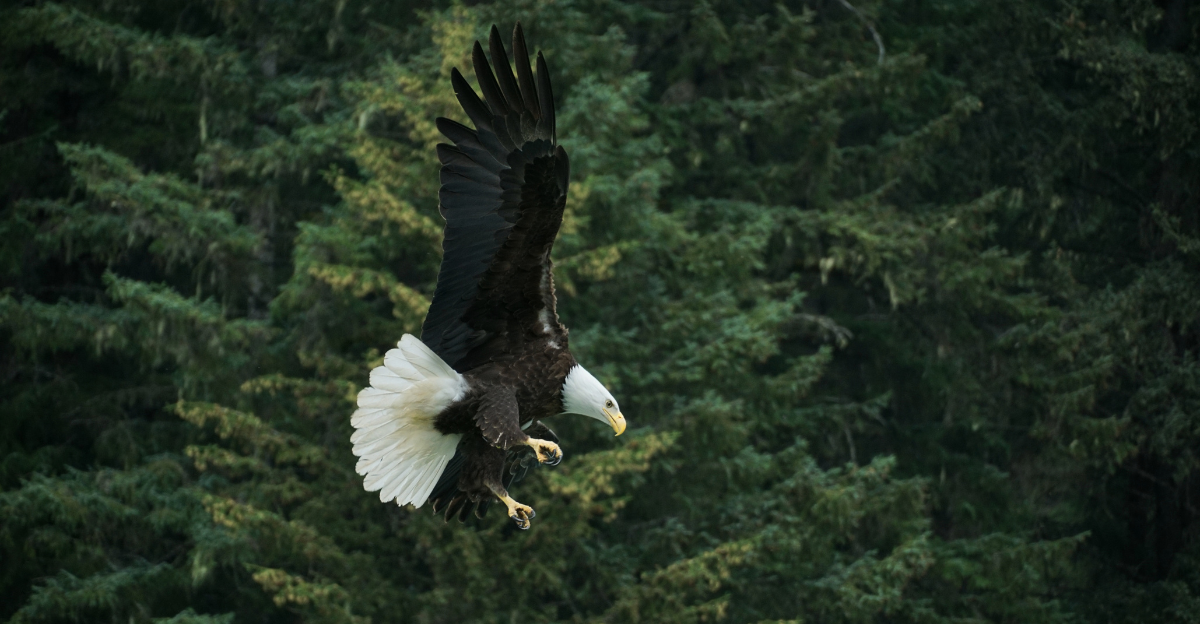 The 10 Largest Flying Birds in The World by Wingspan | animalplanethq.com