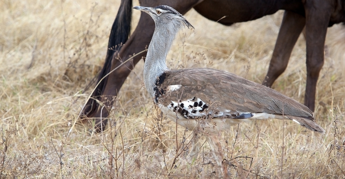 The 11 Heaviest Flying Birds in the World – Giants of the Sky ...