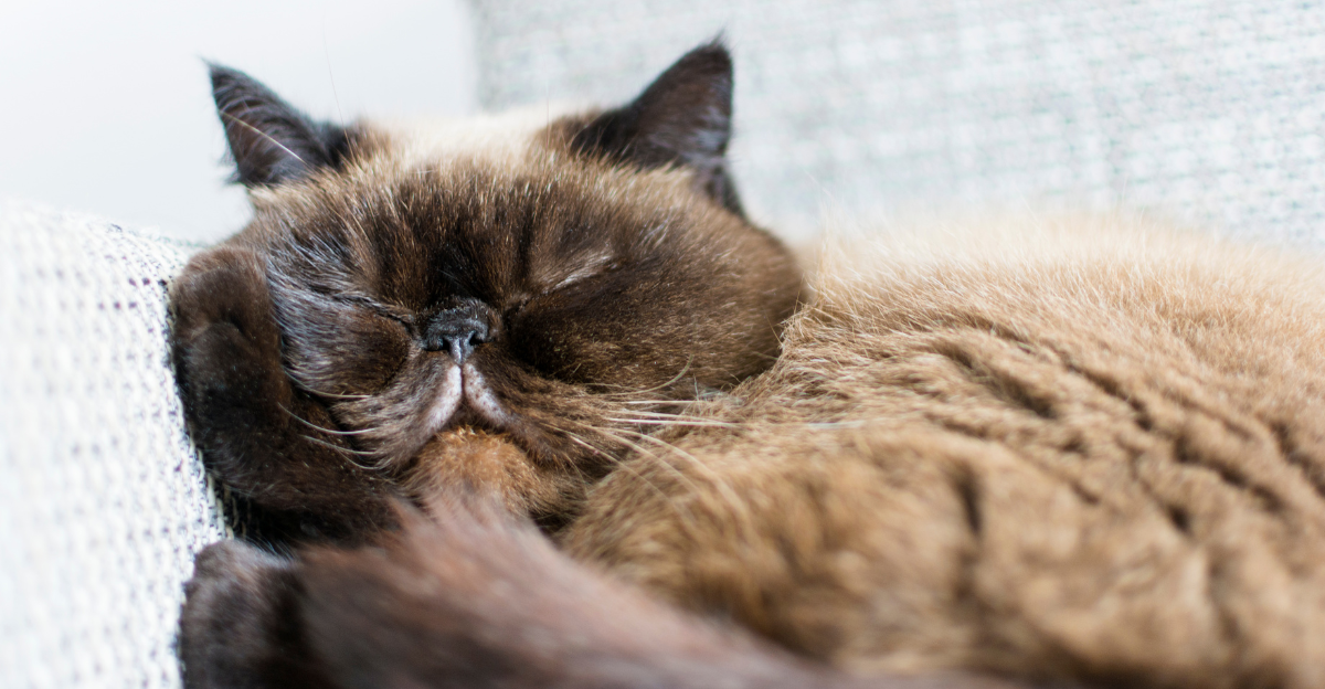 12 Glamorous Ginger Cat Breeds And What You Should Know Before Getting ...