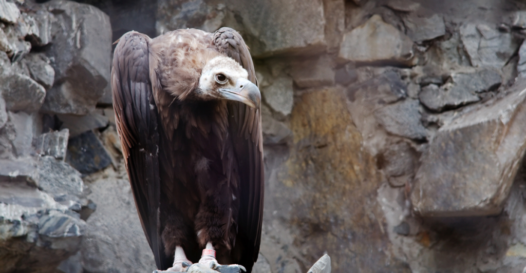 The 11 Heaviest Flying Birds in the World – Giants of the Sky ...