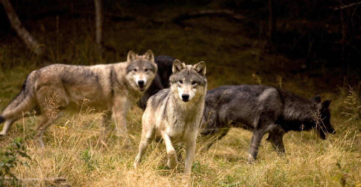 12 Facts About the Mysterious American Black Wolf – Rare Forest Wonder ...