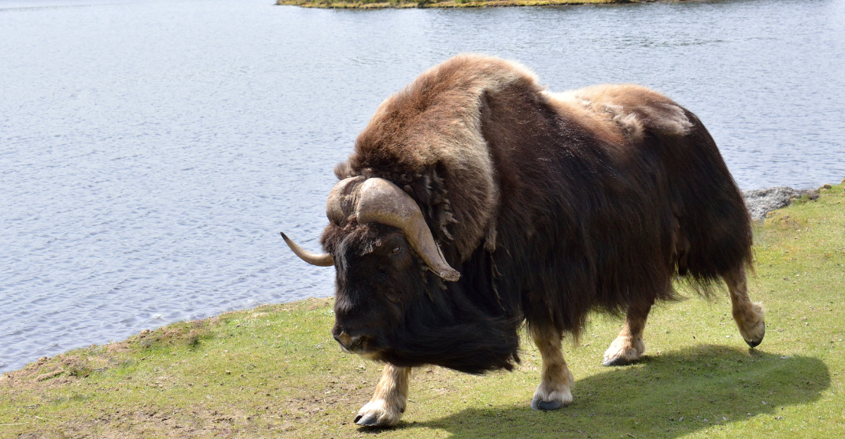 Top 10 Smelliest Animals in the World | animalplanethq.com