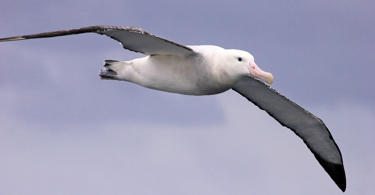 The 11 Heaviest Flying Birds in the World – Giants of the Sky ...