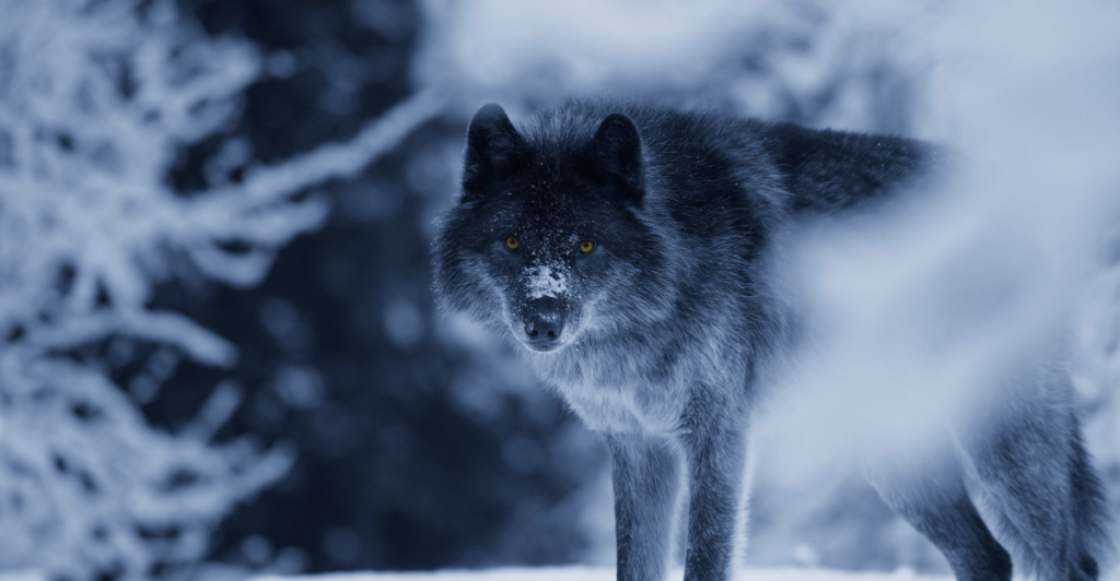 12 Facts About the Mysterious American Black Wolf – Rare Forest Wonder ...