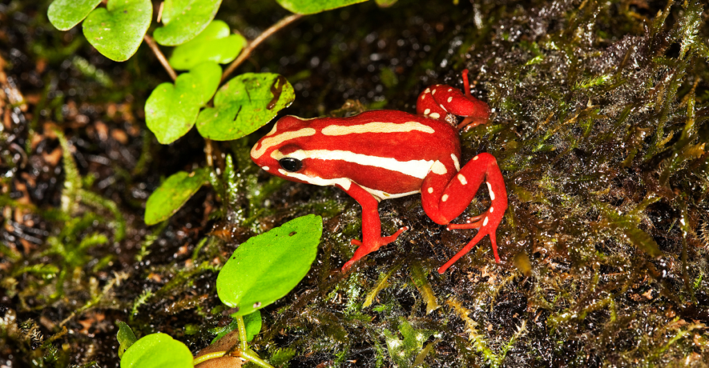 The 10 Most Poisonous Frogs in the World | animalplanethq.com