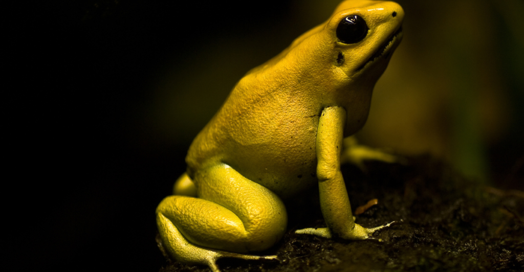 The 10 Most Poisonous Frogs in the World | animalplanethq.com