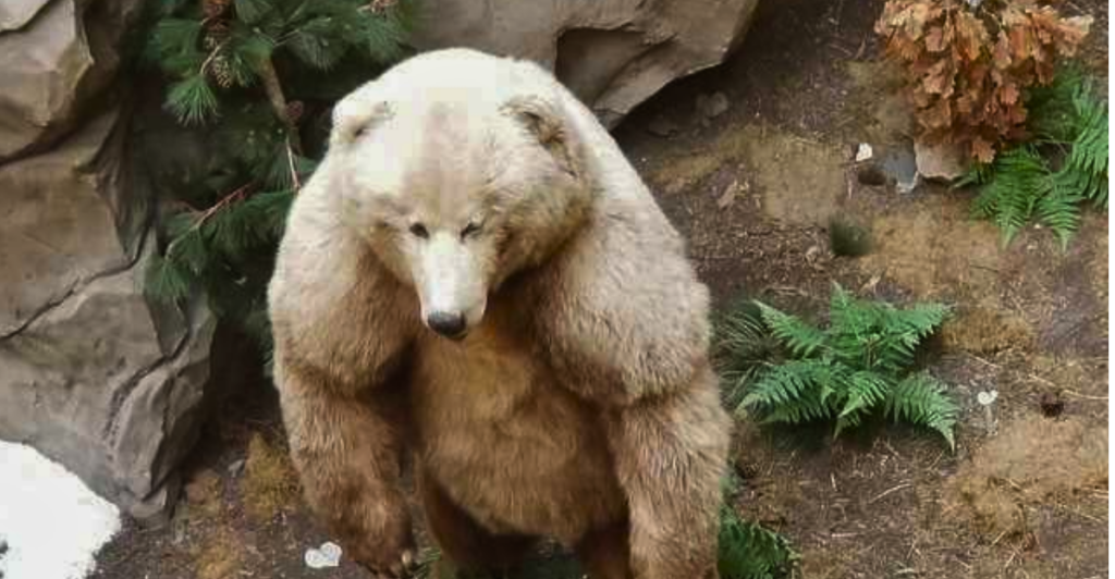 10 Facts About Grolars – The Impressive Polar-Grizzly Hybrid ...