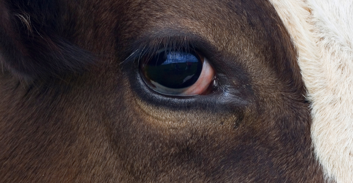12 Fascinating Ways Animals See the World Differently Than Humans ...