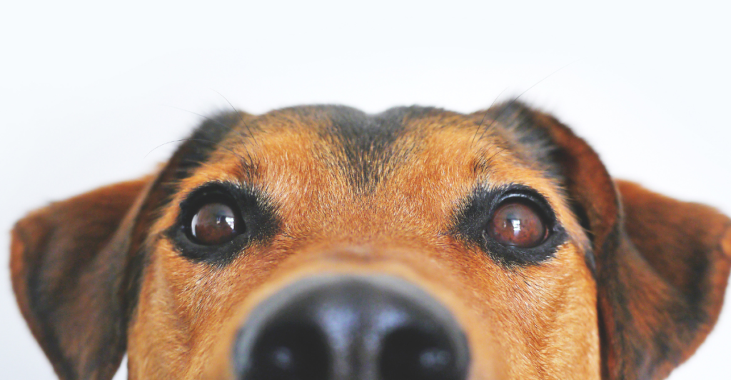 12 Fascinating Ways Animals See the World Differently Than Humans ...