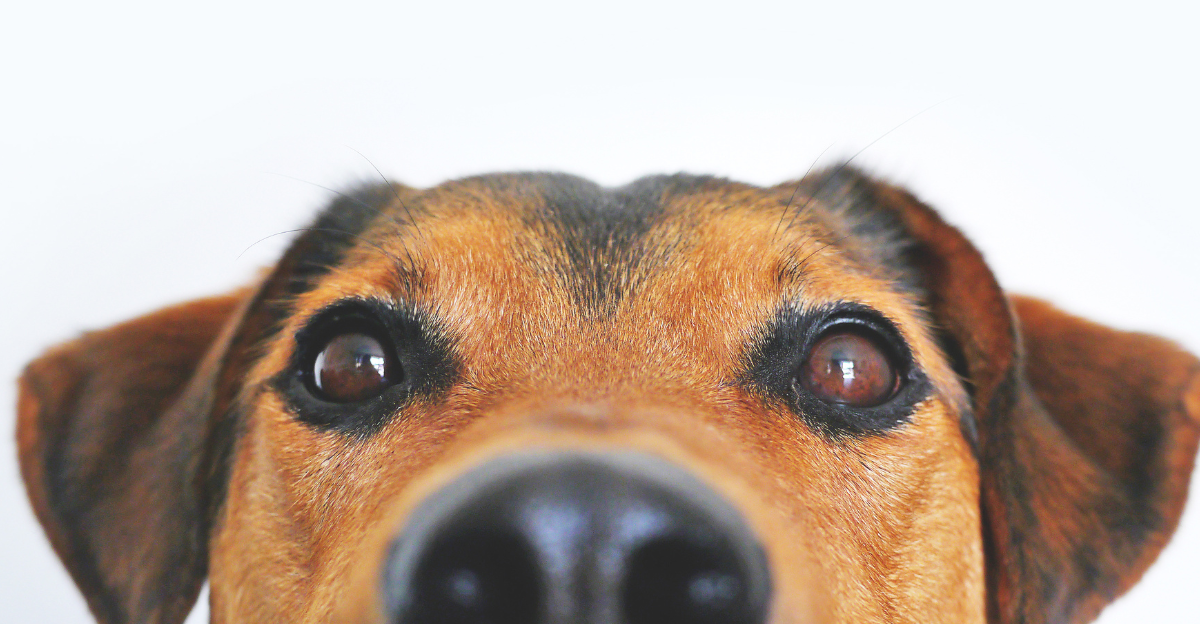 12 Fascinating Ways Animals See the World Differently Than Humans ...
