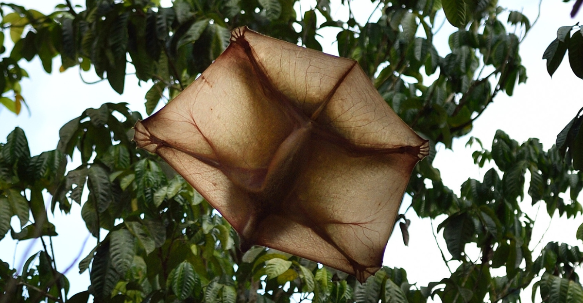 11 Iconic Flying Mammals and Where They Thrive | animalplanethq.com