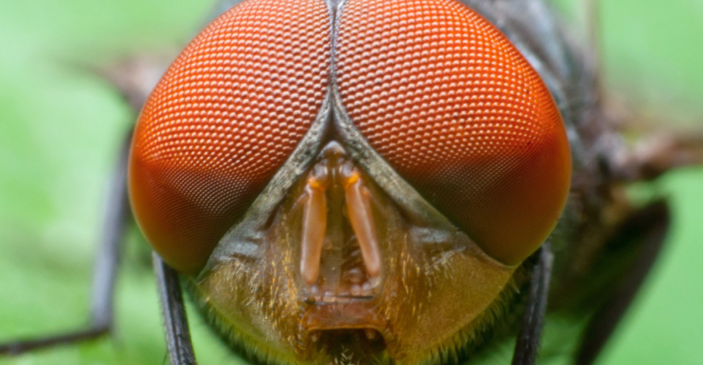 12 Fascinating Ways Animals See the World Differently Than Humans ...