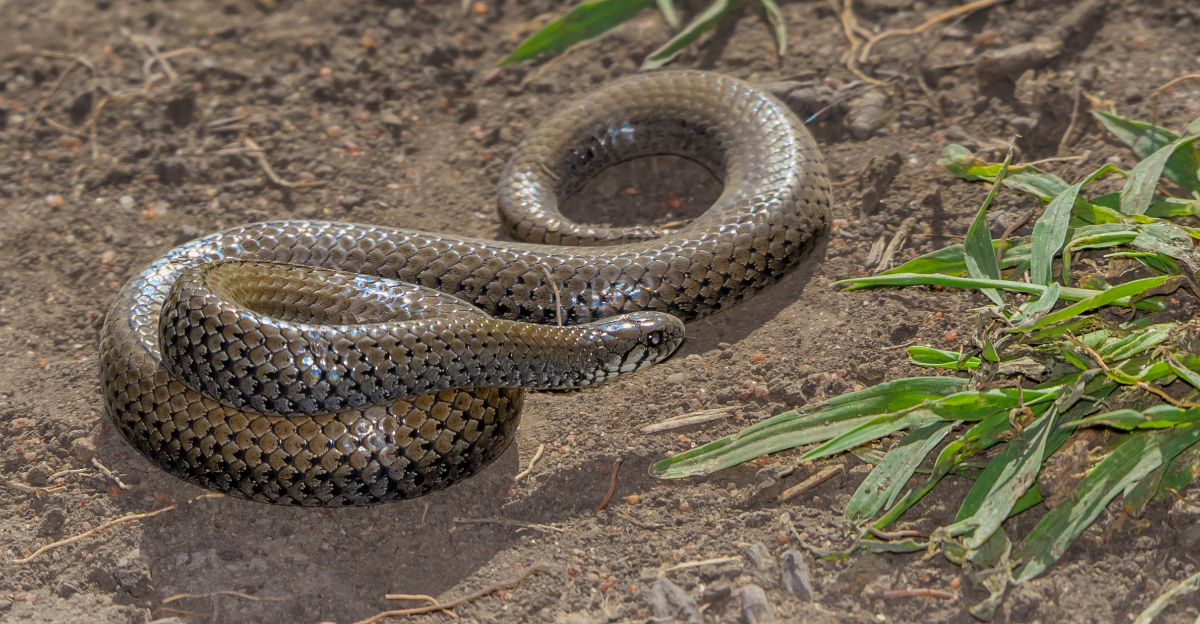 Top 11 Most Dangerous Animals in Africa | animalplanethq.com