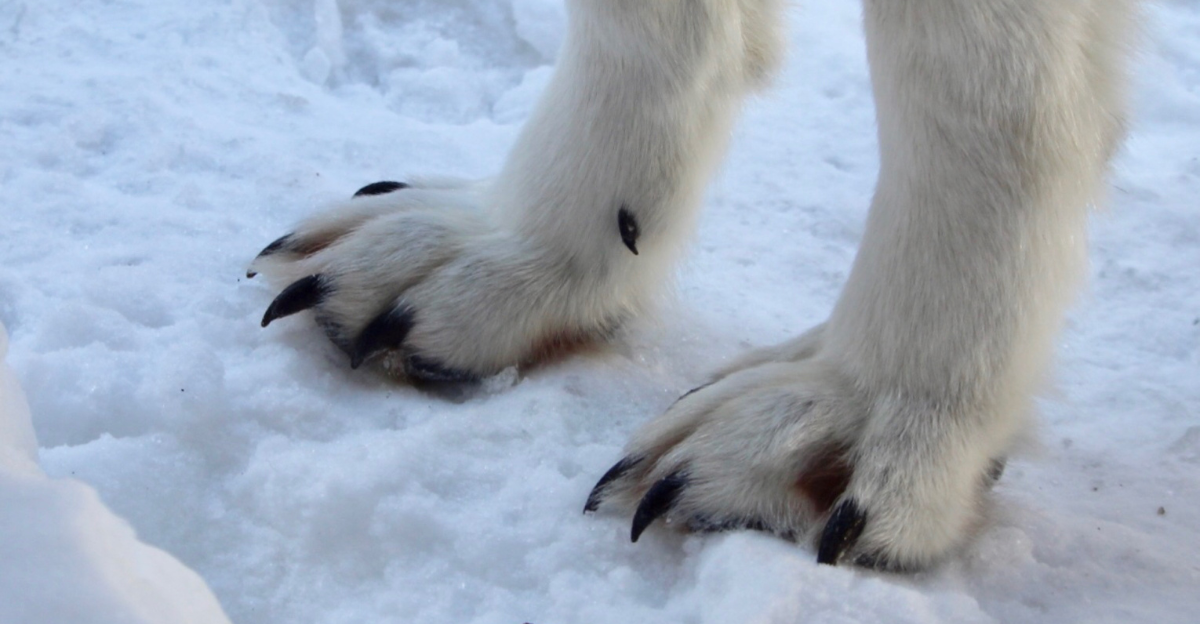 9 Amazing Wolf Adaptations for Survival | animalplanethq.com