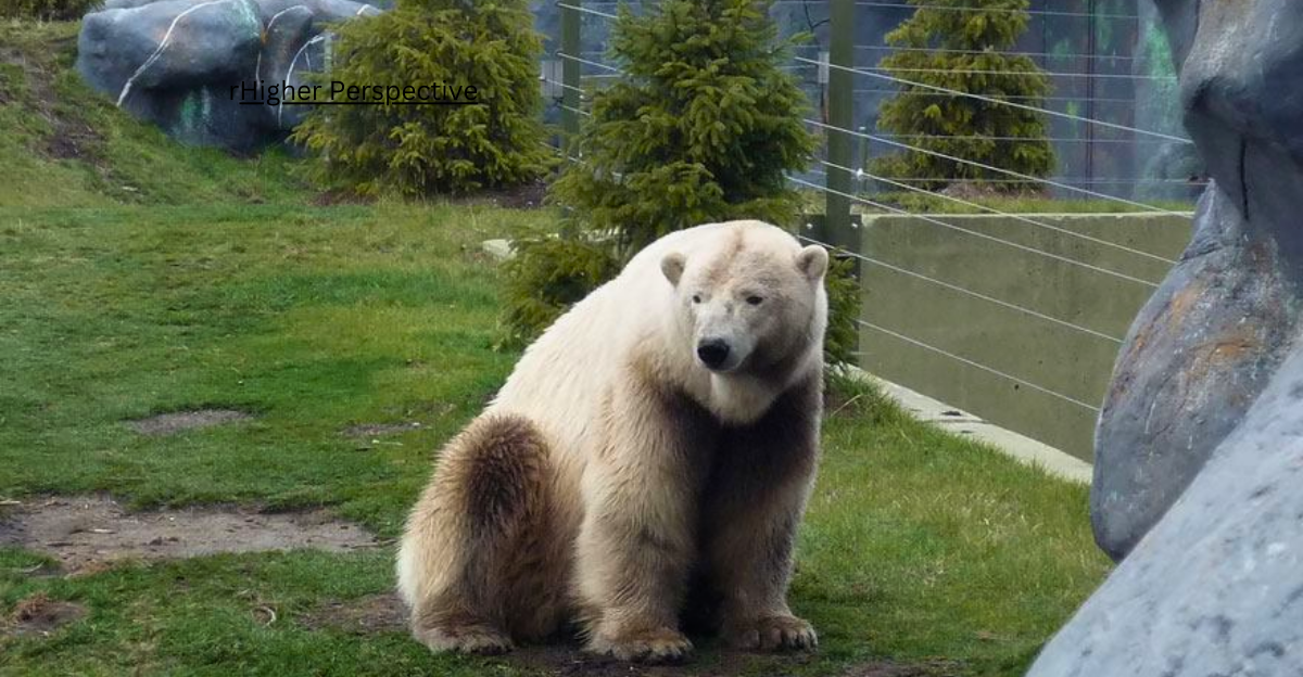 10 Facts About Grolars – The Impressive Polar-Grizzly Hybrid ...