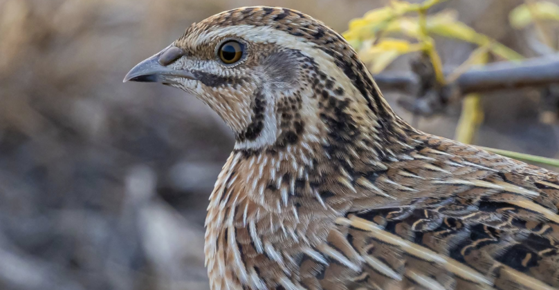 Most Poisonous Birds and Where to Find Them | animalplanethq.com