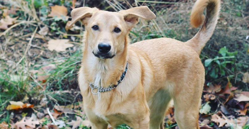12 Arabic Dog Breeds Built For Resilience | animalplanethq.com
