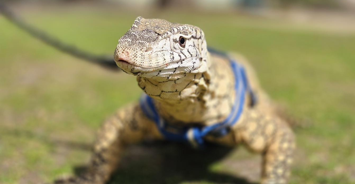 Top 13 Best Giant Pet Lizards You Can Own | animalplanethq.com