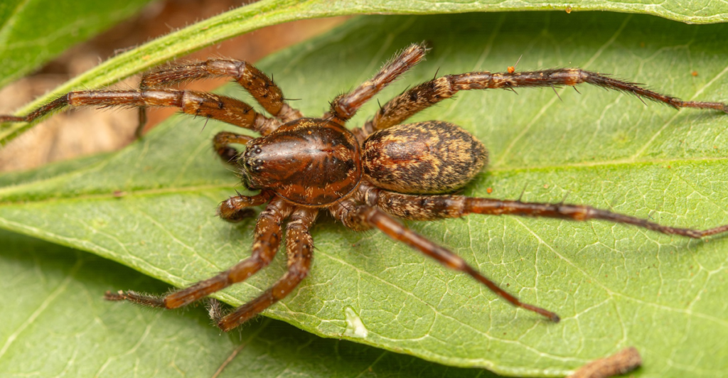 The 12 Worst Spider Bites In The US, Ranked | animalplanethq.com