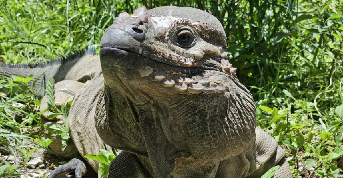 Top 13 Best Giant Pet Lizards You Can Own | animalplanethq.com