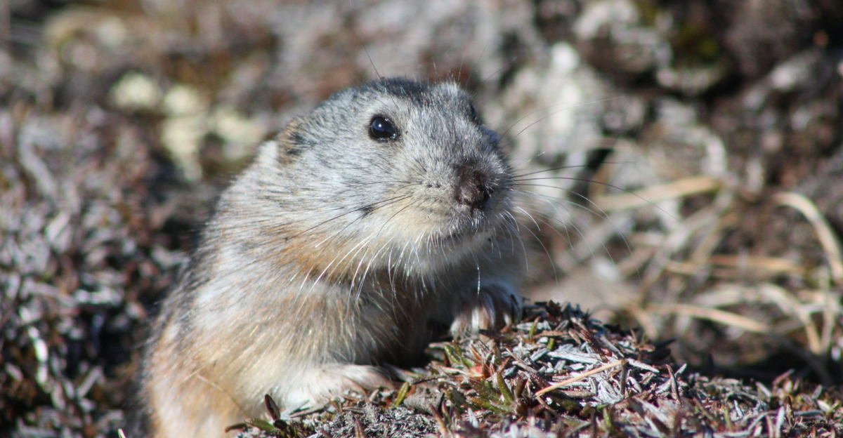 The List of Animals That Turn White in Winter to Survive ...