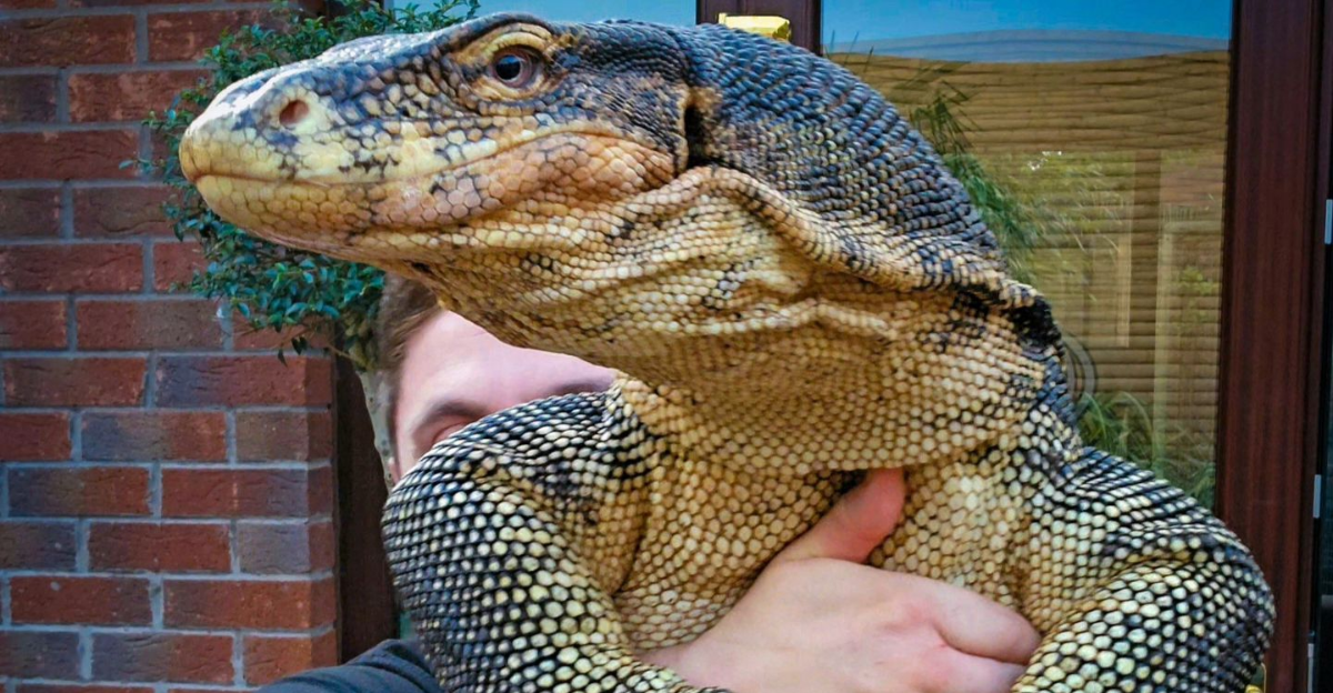 Top 13 Best Giant Pet Lizards You Can Own | animalplanethq.com