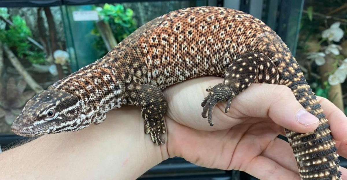Top 13 Best Giant Pet Lizards You Can Own | animalplanethq.com