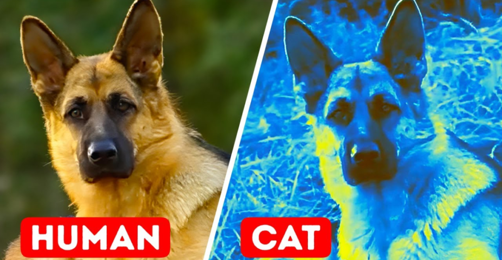 12 Fascinating Ways Animals See the World Differently Than Humans ...