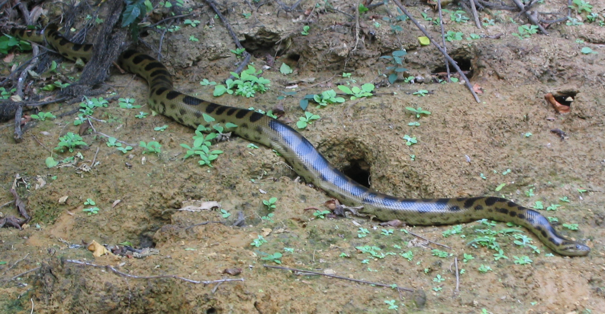 The Four Most Impressive Species of Anacondas | animalplanethq.com