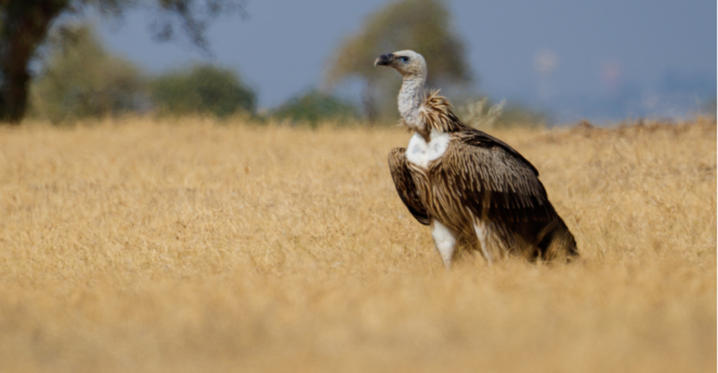 The 10 Largest Flying Birds in The World by Wingspan | animalplanethq.com