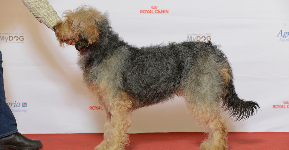 12 Arabic Dog Breeds Built For Resilience | animalplanethq.com