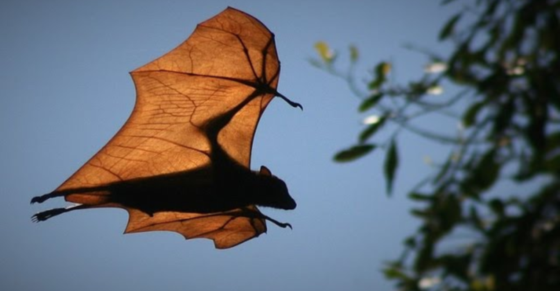 11 Iconic Flying Mammals and Where They Thrive | animalplanethq.com