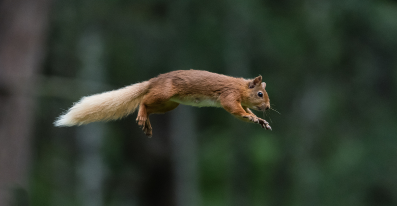 11 Iconic Flying Mammals and Where They Thrive | animalplanethq.com