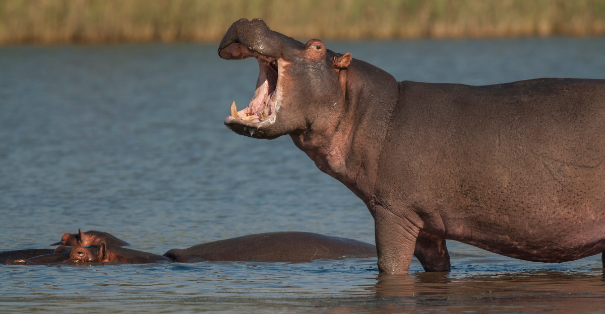 10 Deadliest Animals to Humans – The World’s Most Lethal Creatures ...