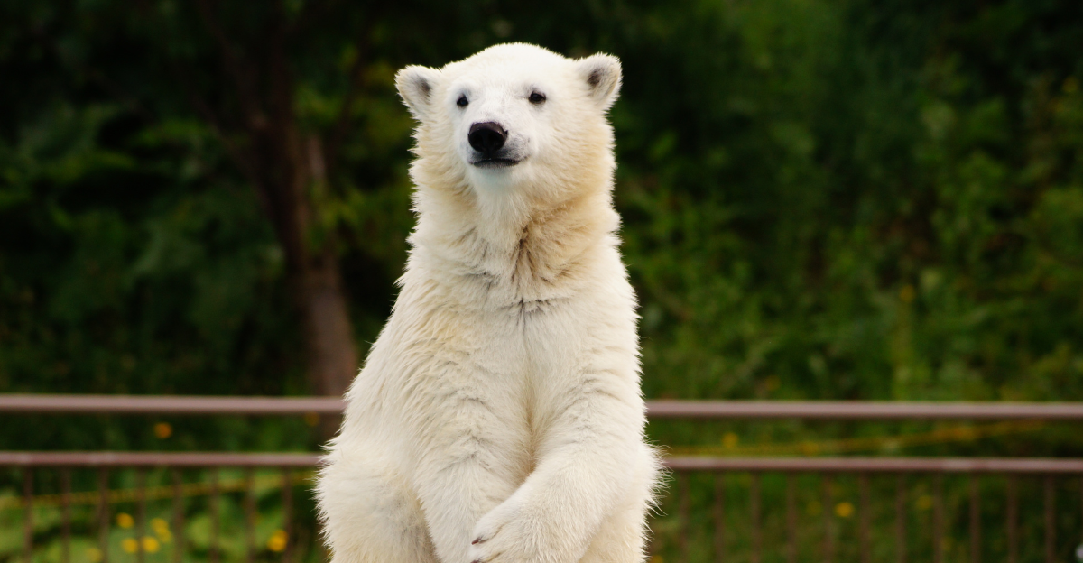 10 Facts About Grolars – The Impressive Polar-Grizzly Hybrid ...