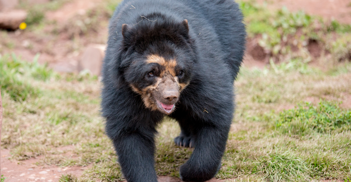 The 10 Fastest Bears in the World Ranked | animalplanethq.com